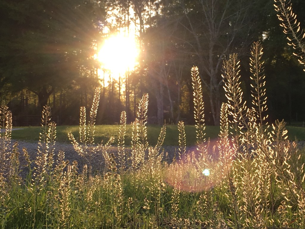 Craving Peace | Immersed in Sonlight
